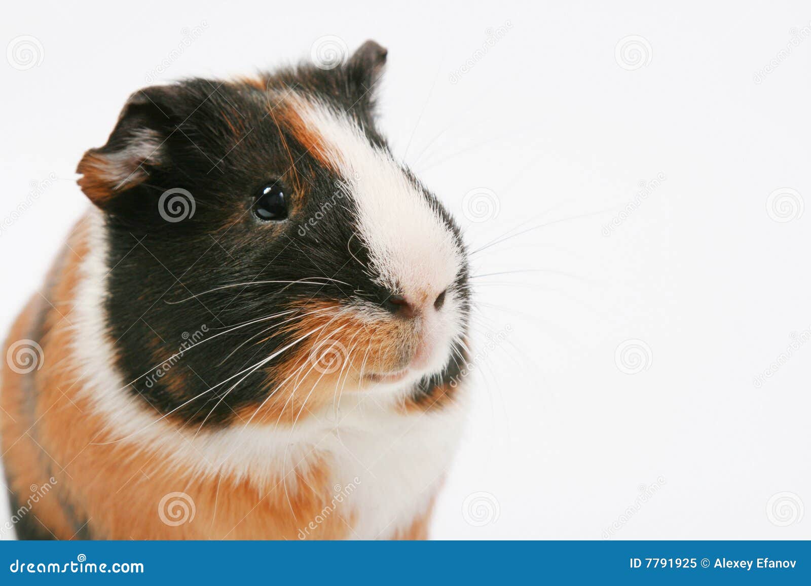 Focena immagine stock. Immagine di sfondo, divertimento - 7791925