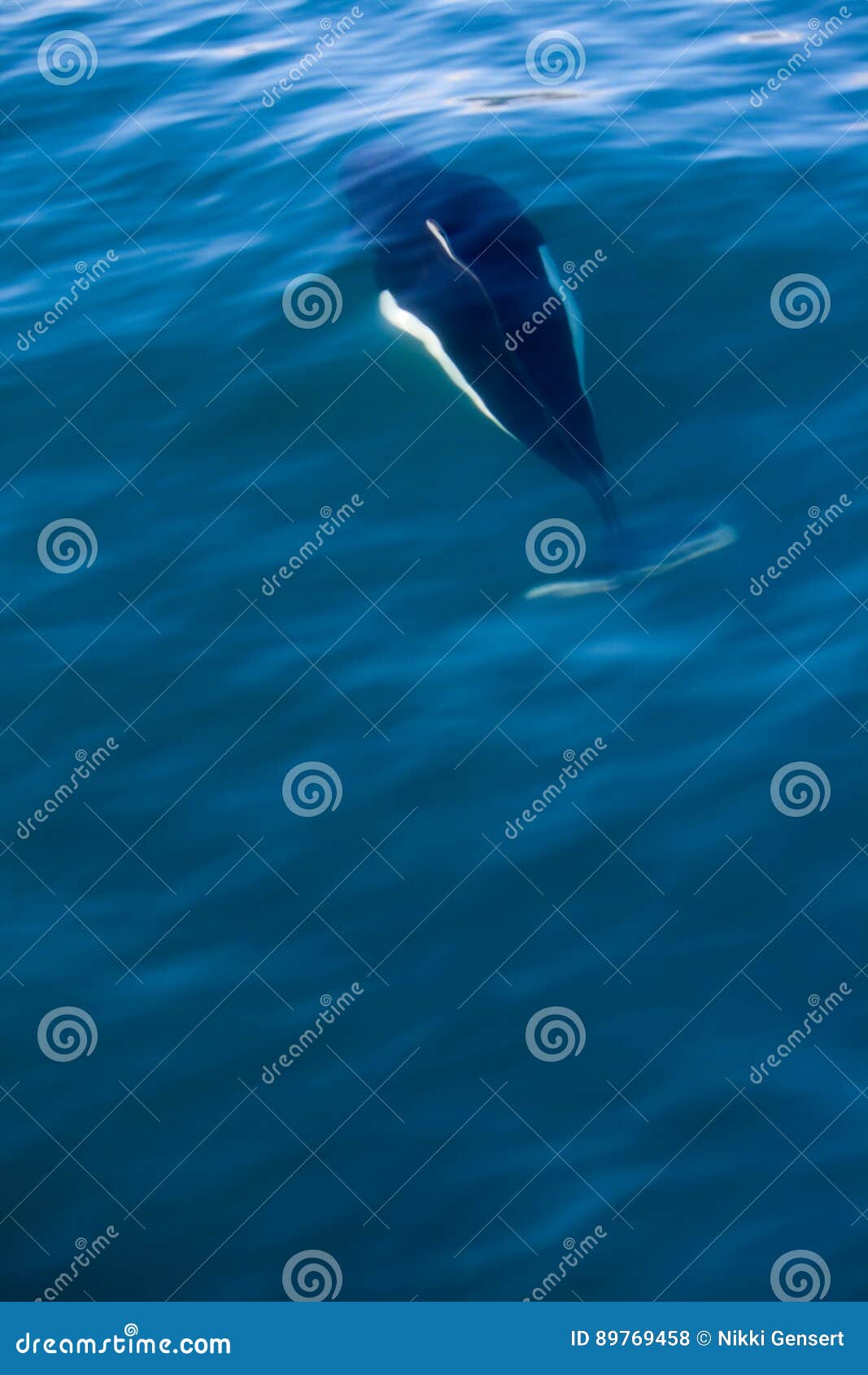 Focena Di Dall Che Nuota Underwater Fotografia Stock - Immagine di ...