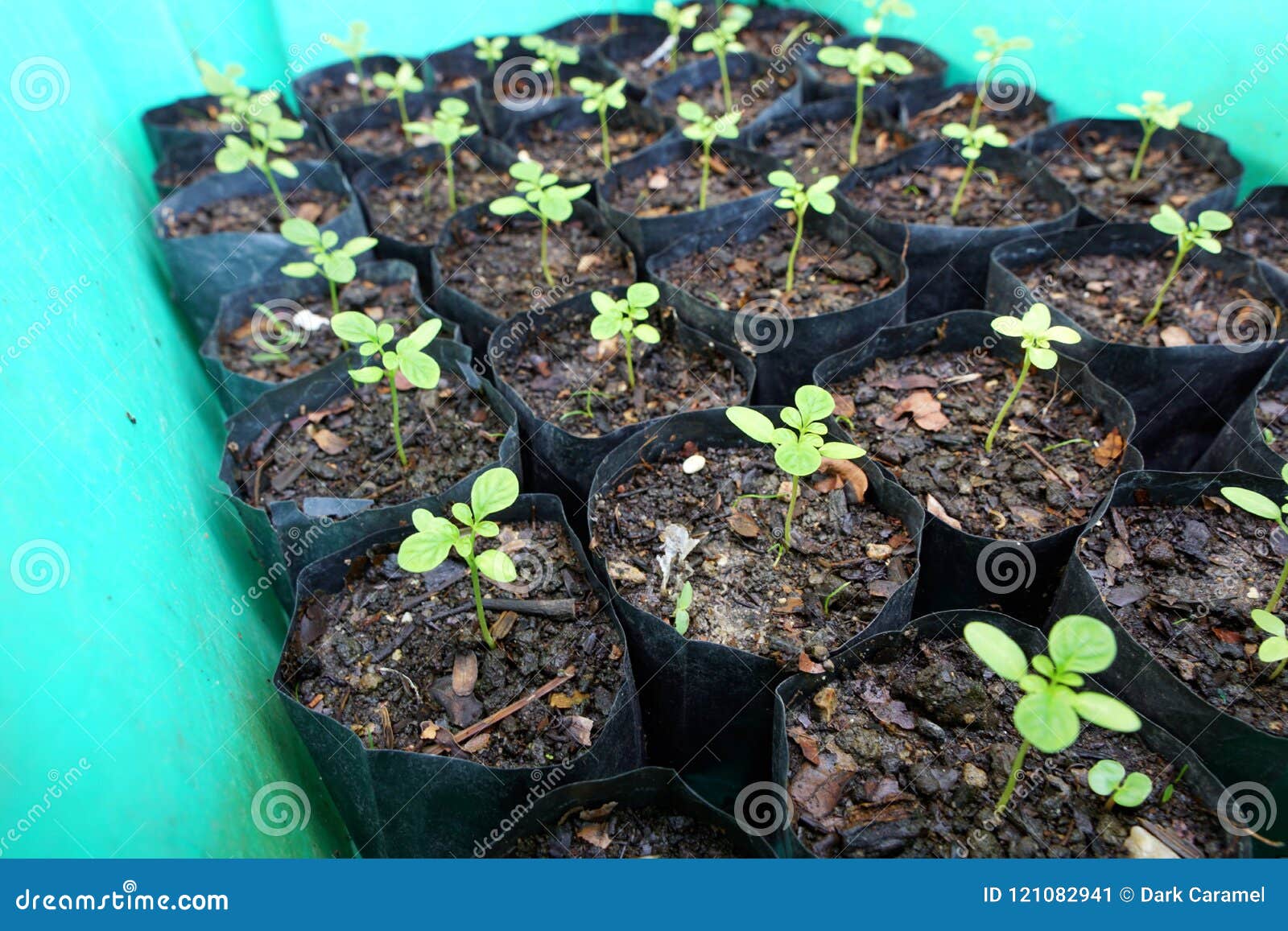 Foco Macio Da Planta Nova Na Terra Imagem de Stock - Imagem de vida ...