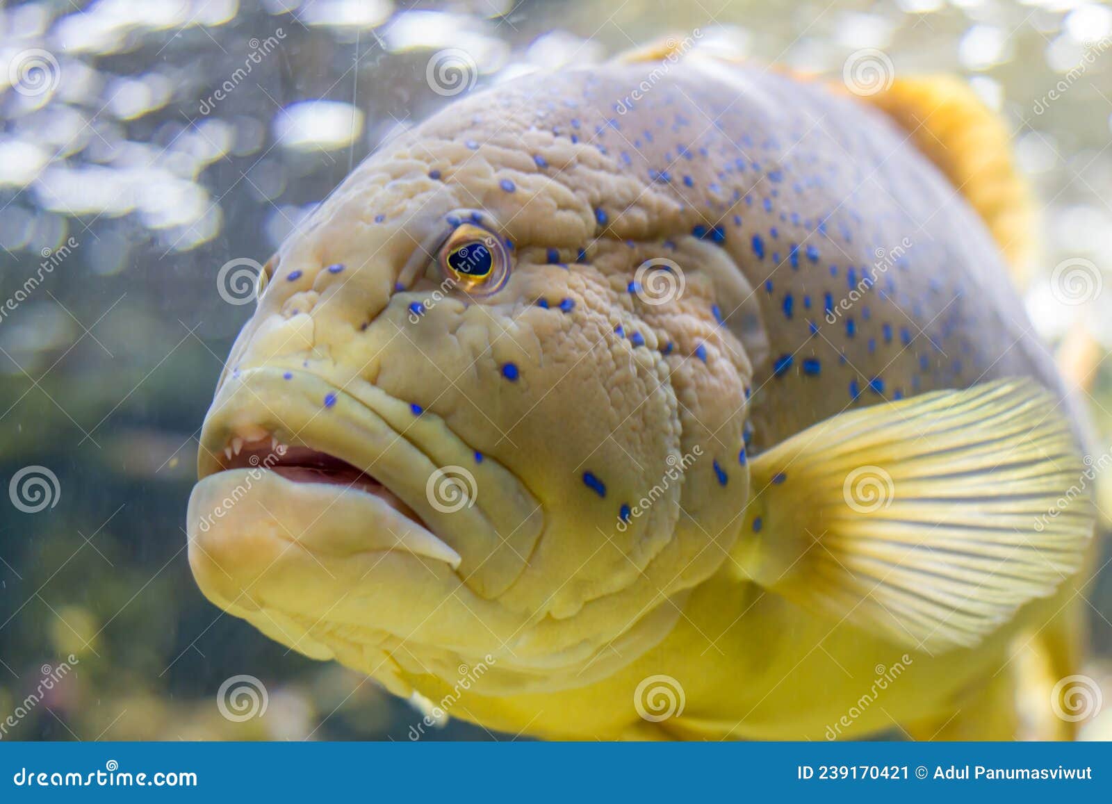 Foco Selectivo De Los Peces Con Manchas Azules. Imagen de archivo ...