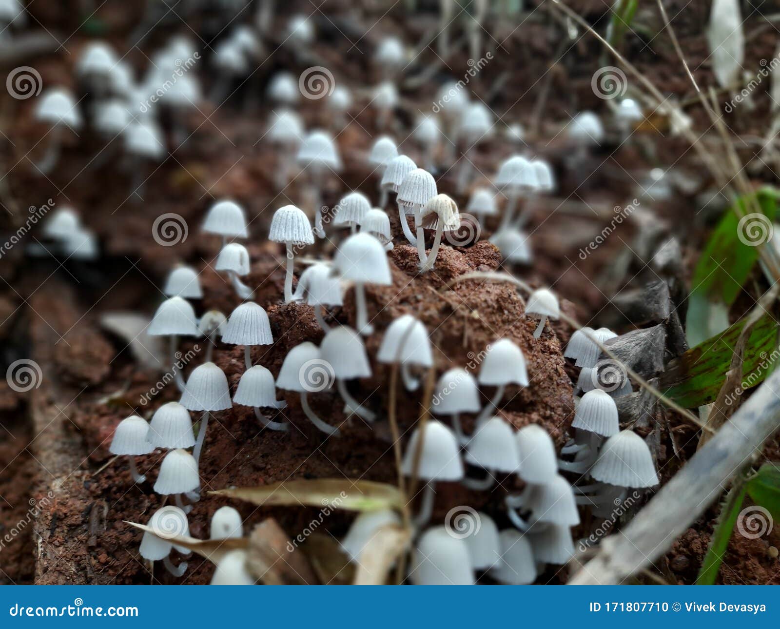 White Small Mushroom in Group Stock Photo - Image of plantation, amazon ...