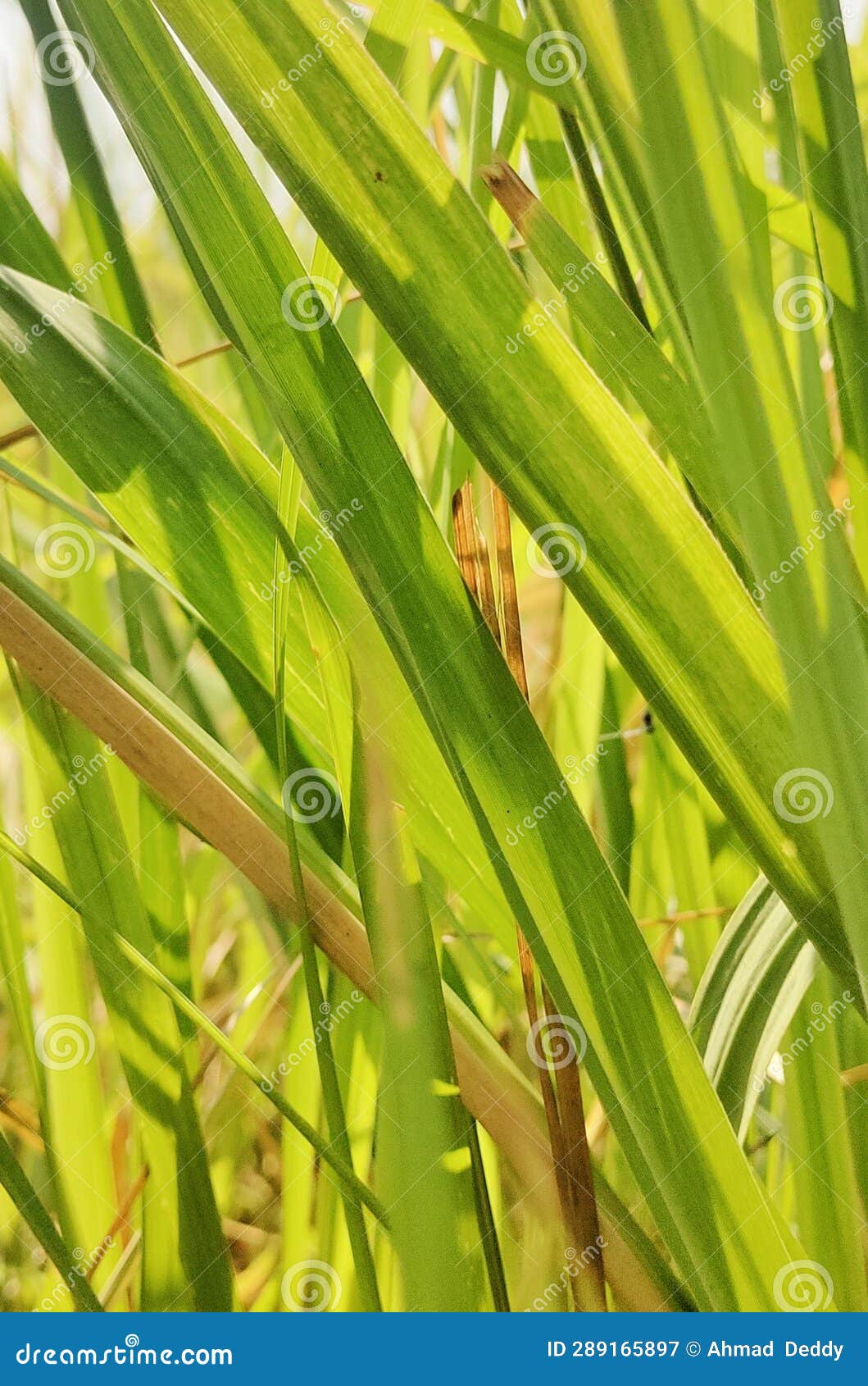 Focus Abstract Weed Plant Background Stock Image - Image of plant, weed ...