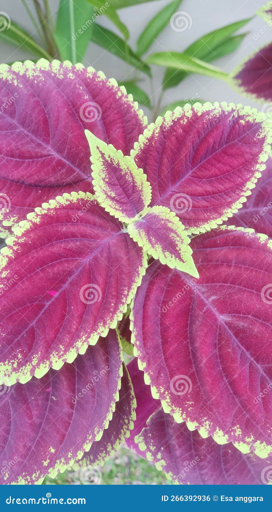 Focus on the Beauty of a Dazzling Red Flower Stock Photo - Image of ...