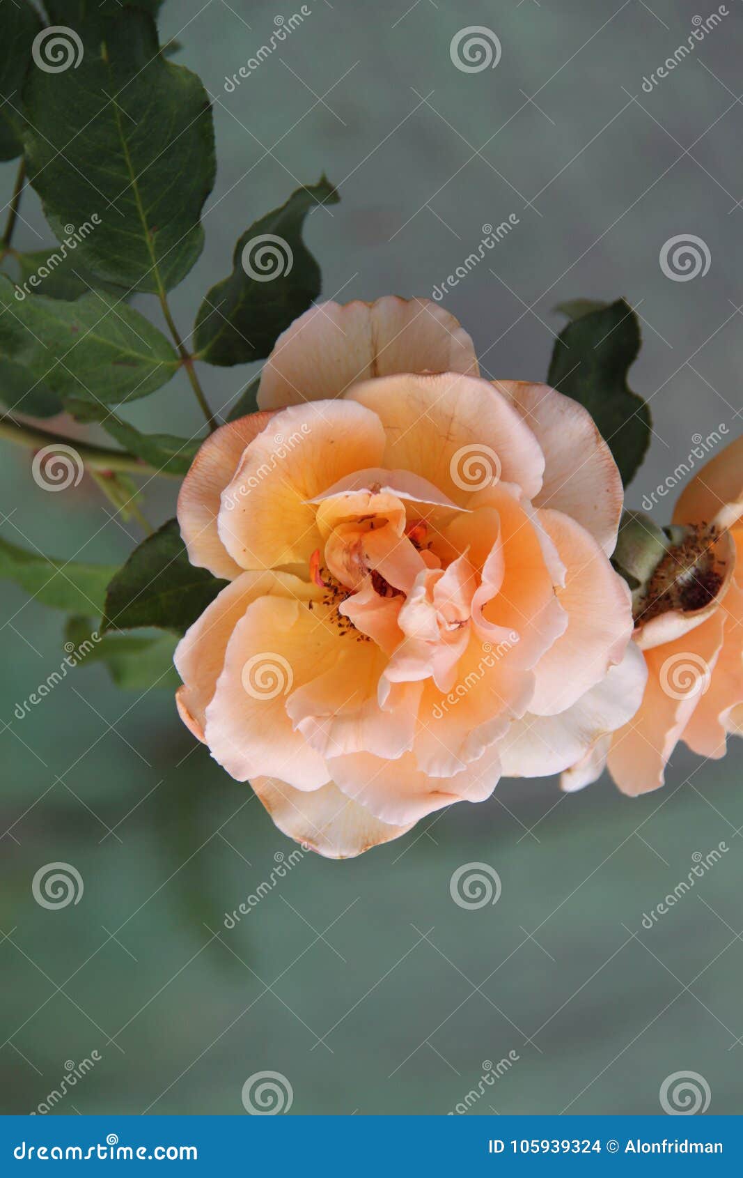 Beige Rose stock photo. Image of beige, white, grow - 105939324