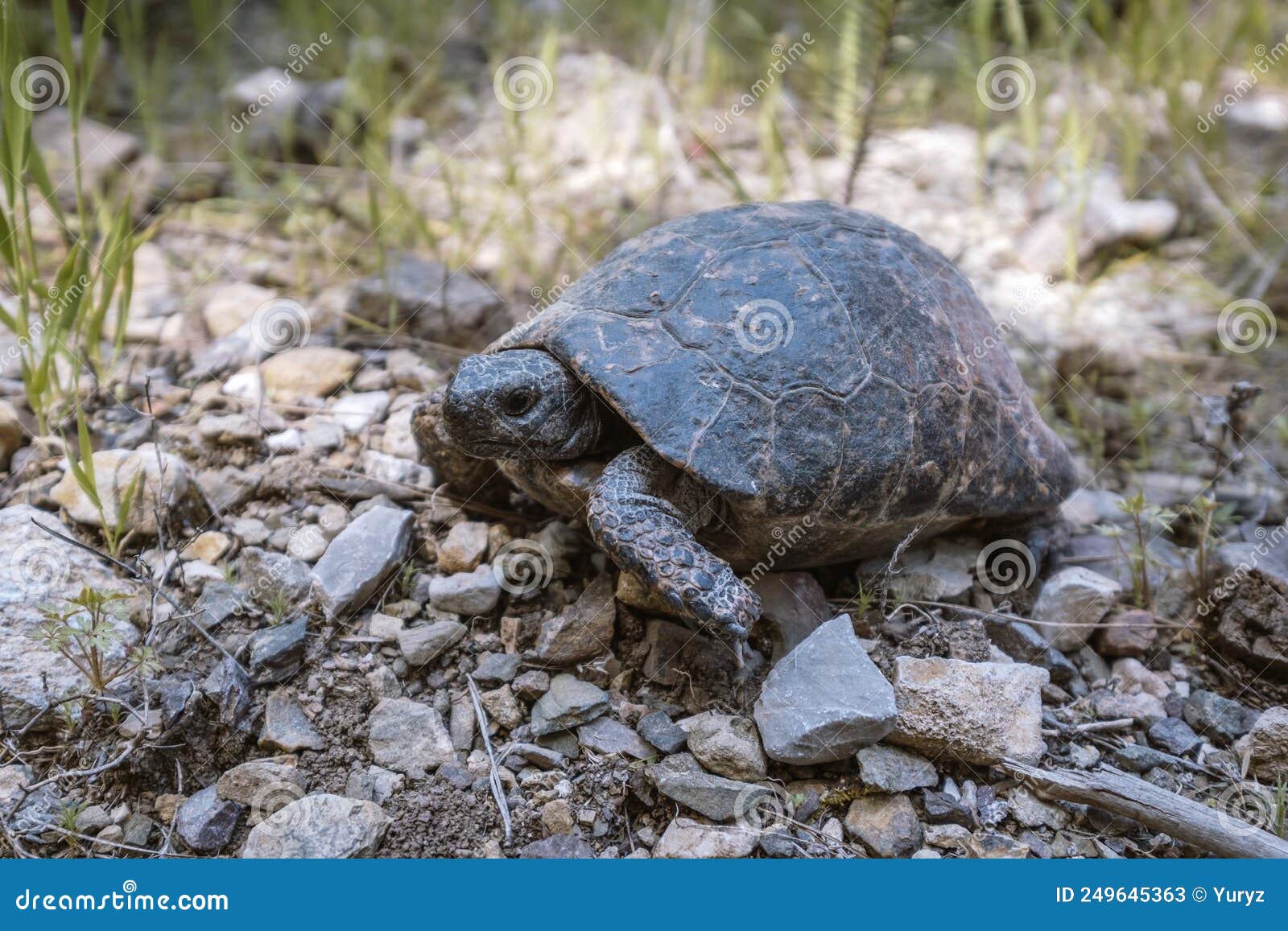 Turtle on ground stock image. Image of grass, crawl - 249645363