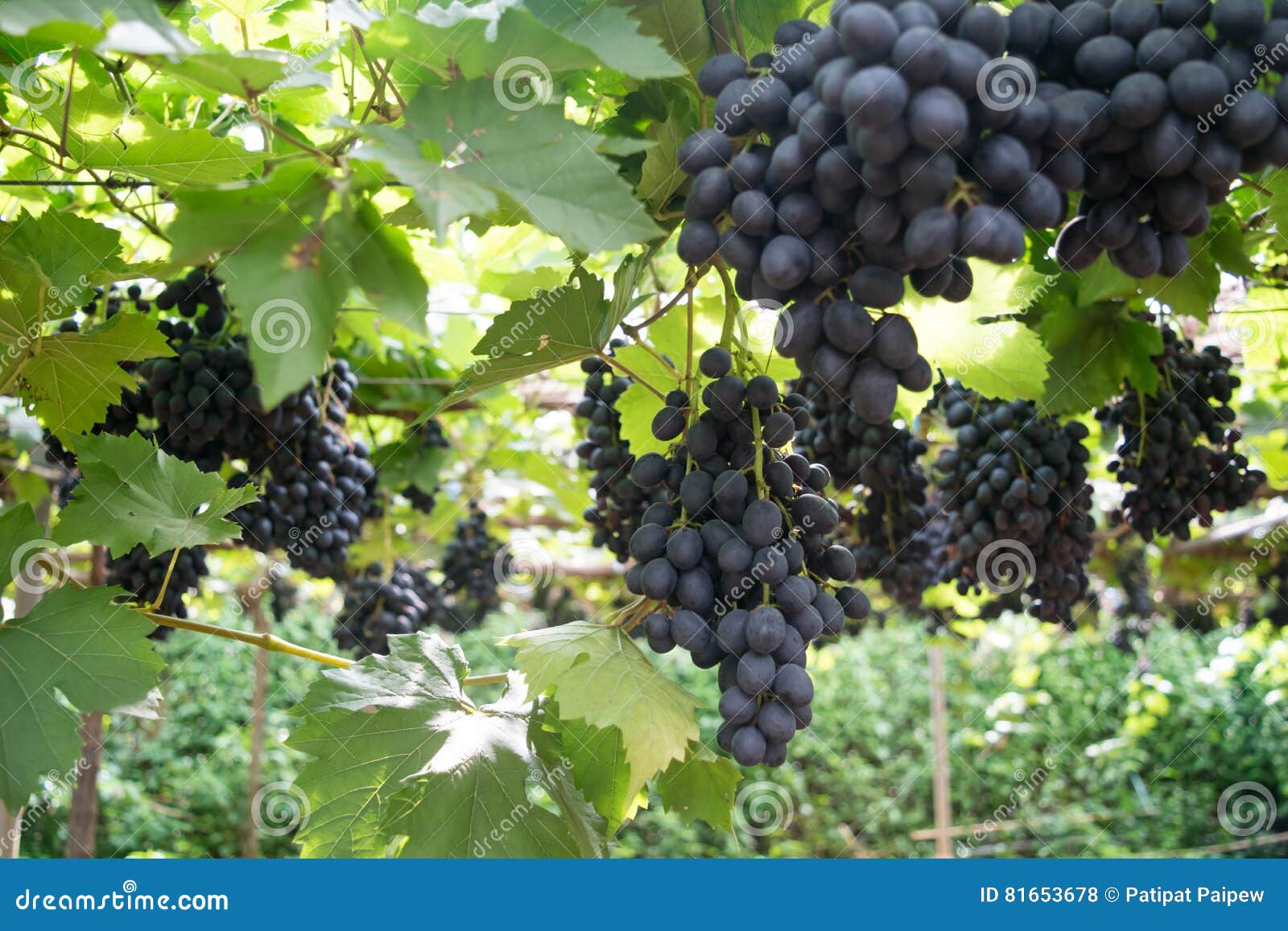 Focus Bunch Seedless Grapes on the Vine in Vineyard Stock Photo - Image ...