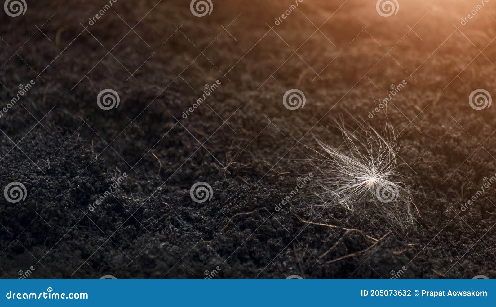Calotropis Gigantea Seed Landed on Ground with Warming Sunlight on ...