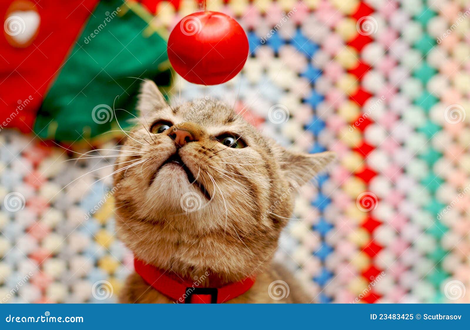 Focus cat stock image. Image of funny, looking, adorable - 23483425