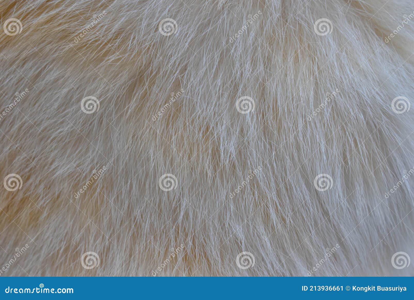 Focus of Cats Hairs , Cat Fur Texture Stock Image - Image of pedigree ...