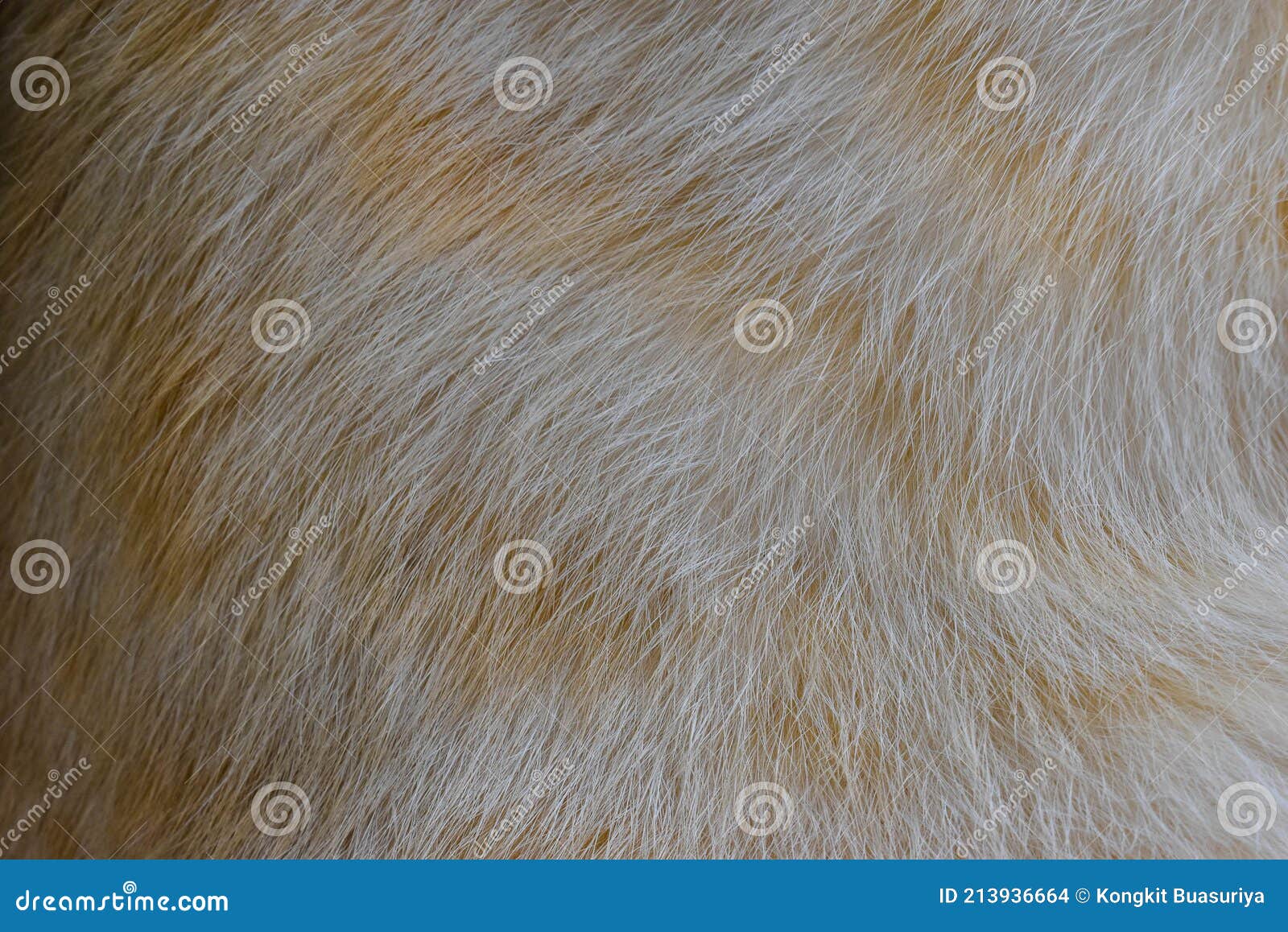 Focus of Cats Hairs , Cat Fur Texture Stock Photo - Image of design ...