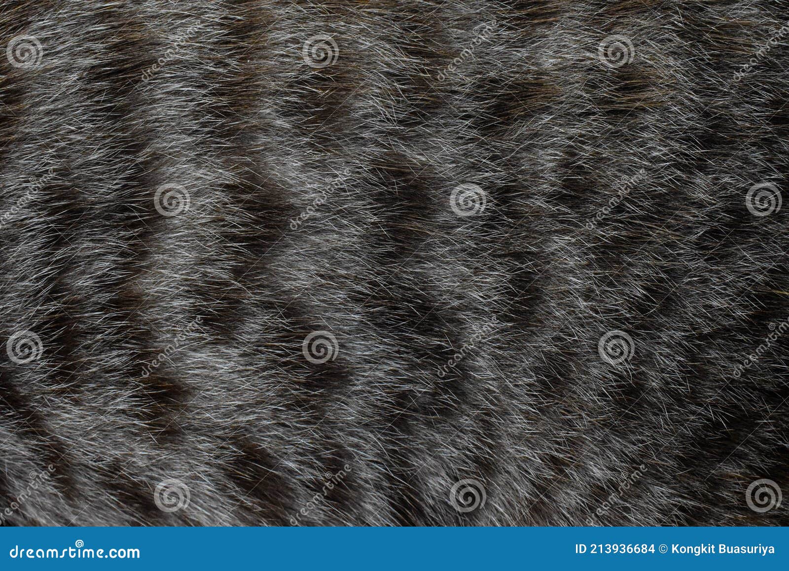 Focus of Cats Hairs , Cat Fur Texture Stock Photo - Image of creative ...