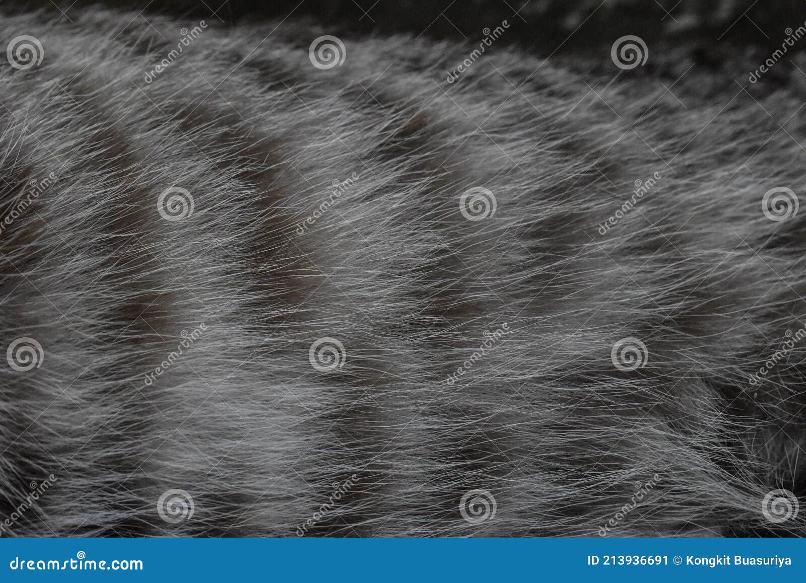 Focus of Cats Hairs , Cat Fur Texture Stock Image - Image of pattern ...