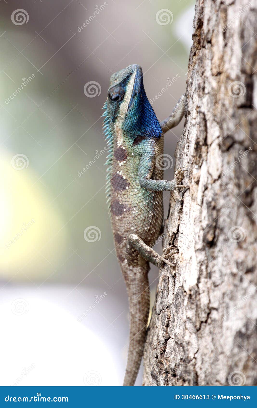 Focus a Chameleon on Tree. stock image. Image of thailand - 30466613