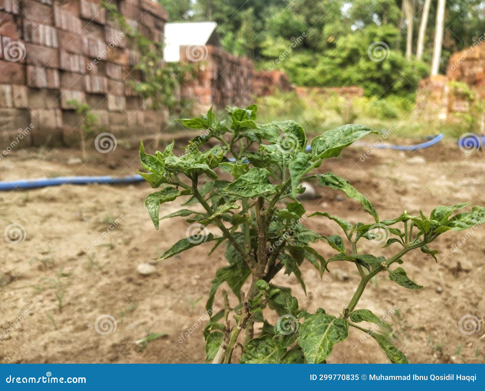 Focus on Chili Trees without Fruit Stock Image - Image of agriculture ...