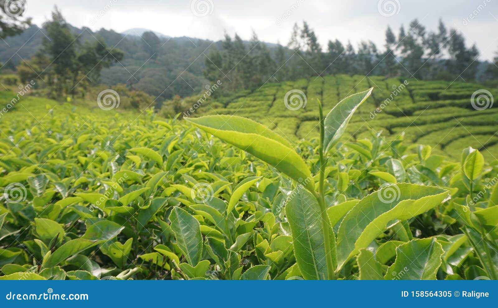 Focus Close Up Tea Leaves Nature Landscape in West Java Indonesia 7355 ...