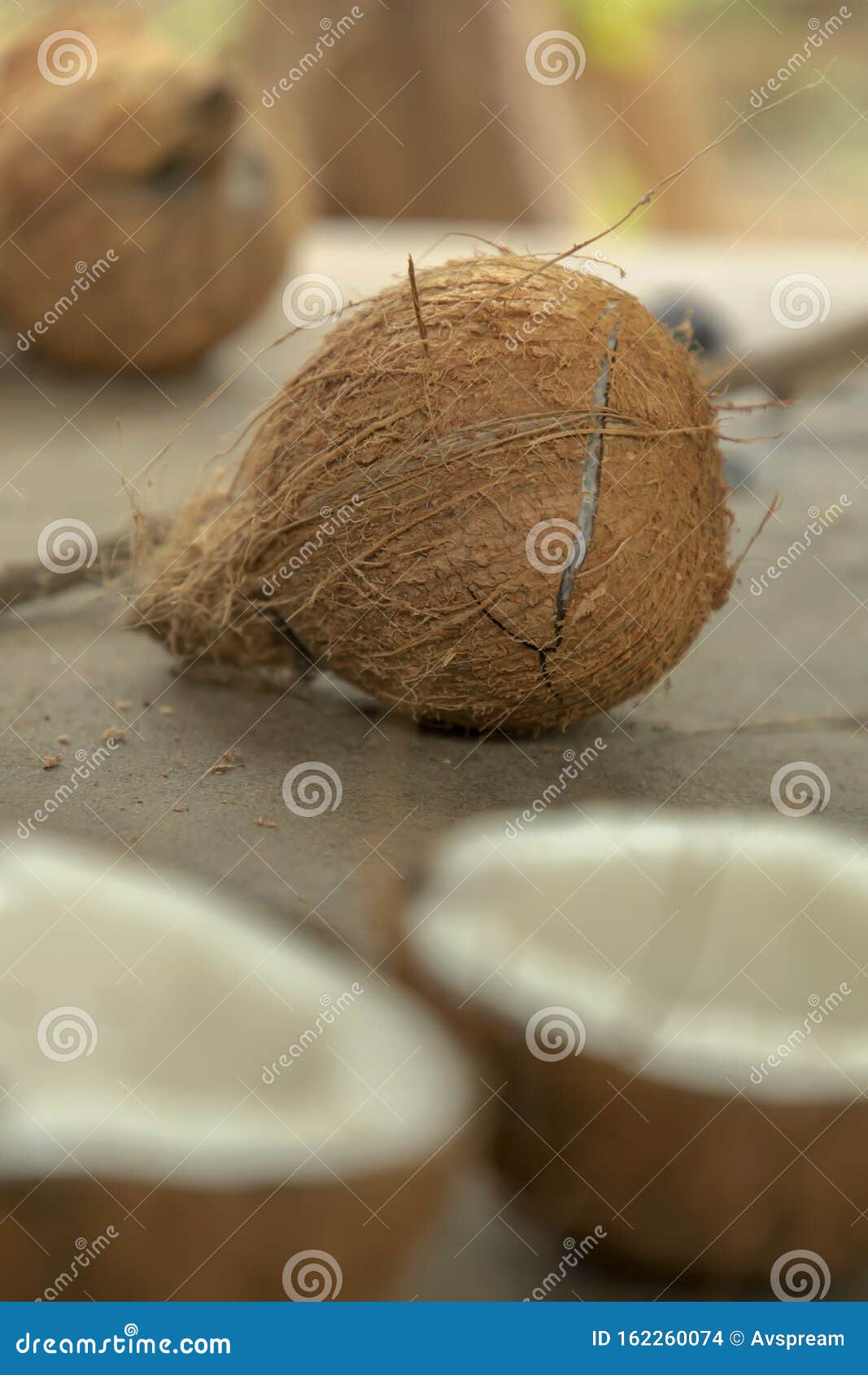 Focus on Coconut Bursting on the Ground Stock Photo - Image of nature ...