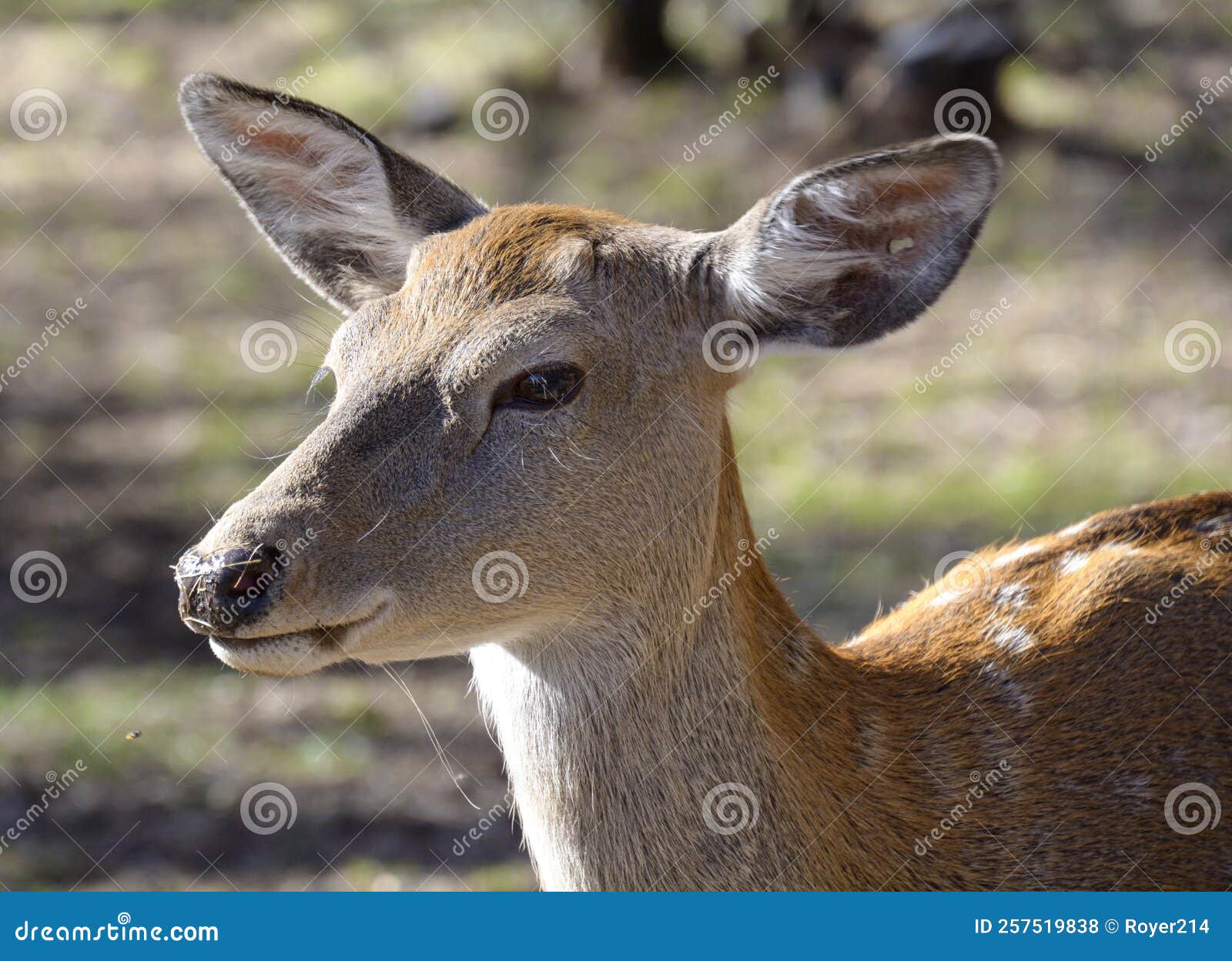 Head of a Deer stock photo. Image of focuson, deer, arermountain ...