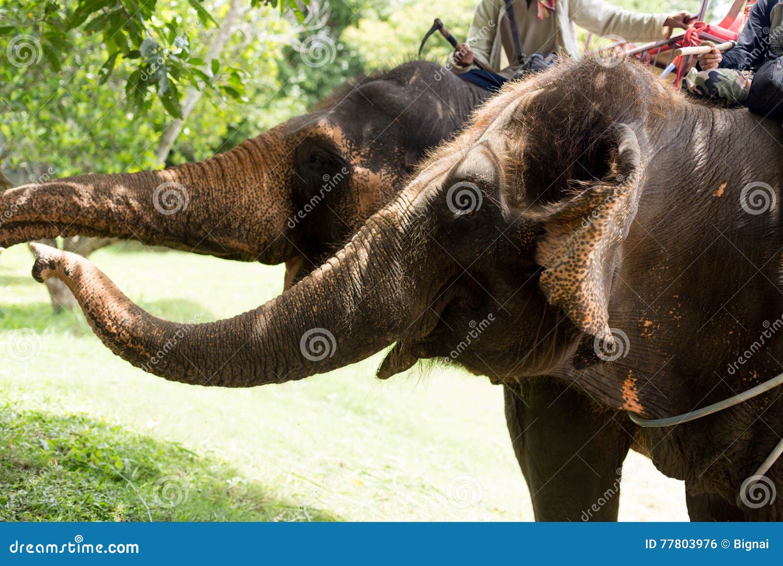 Focus on Elephant Eye with Mahout Sits on Its Back Stock Photo - Image ...