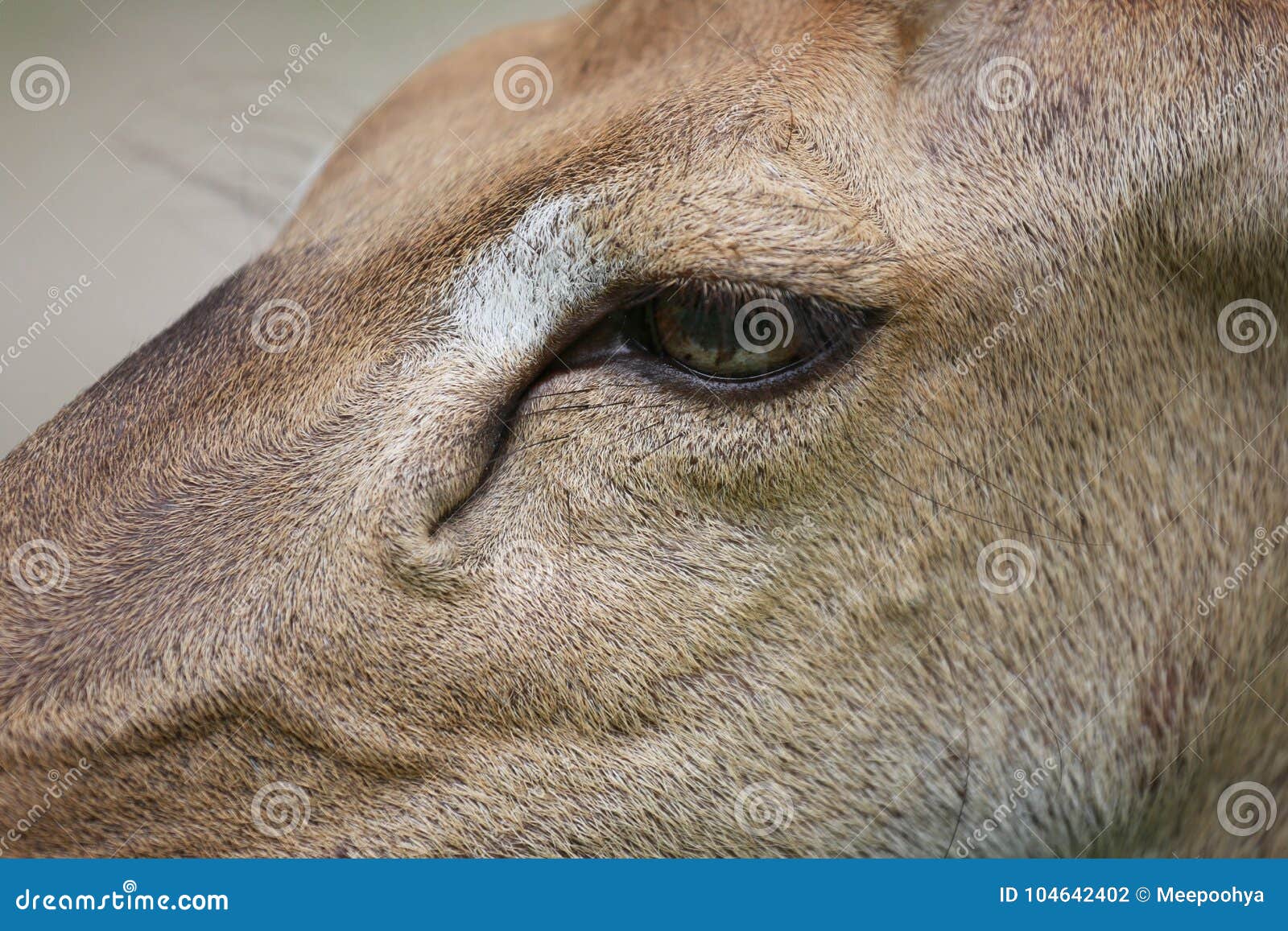 Focus in Eye of the Deer. stock photo. Image of hunting - 104642402