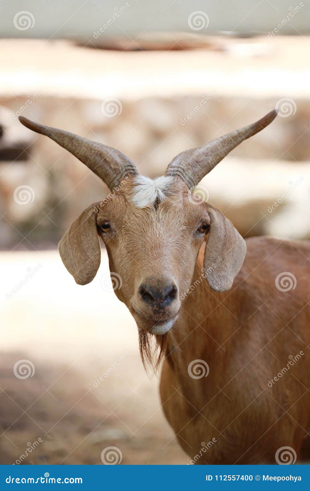 Focus of face goats. stock photo. Image of healthy, mammal - 112557400