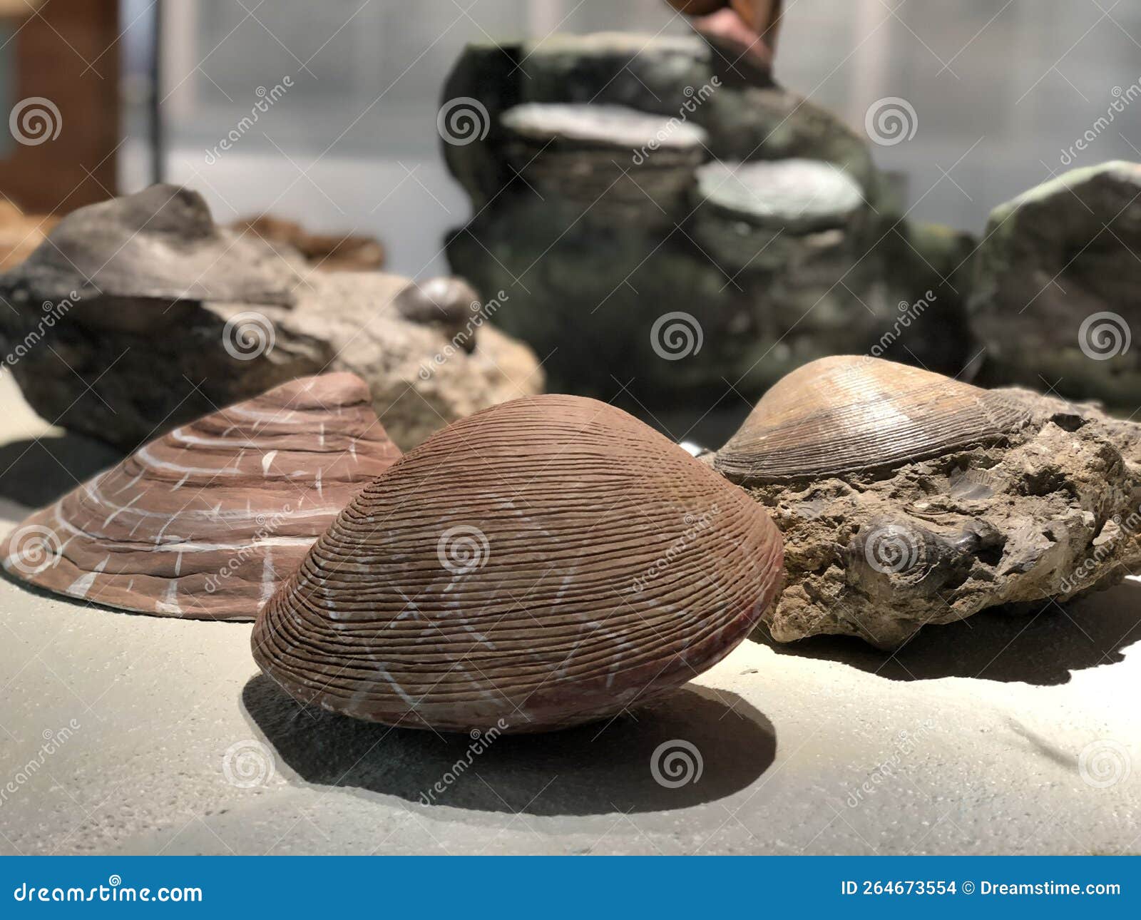 Focus of fossil sea shells stock photo. Image of abstract - 264673554