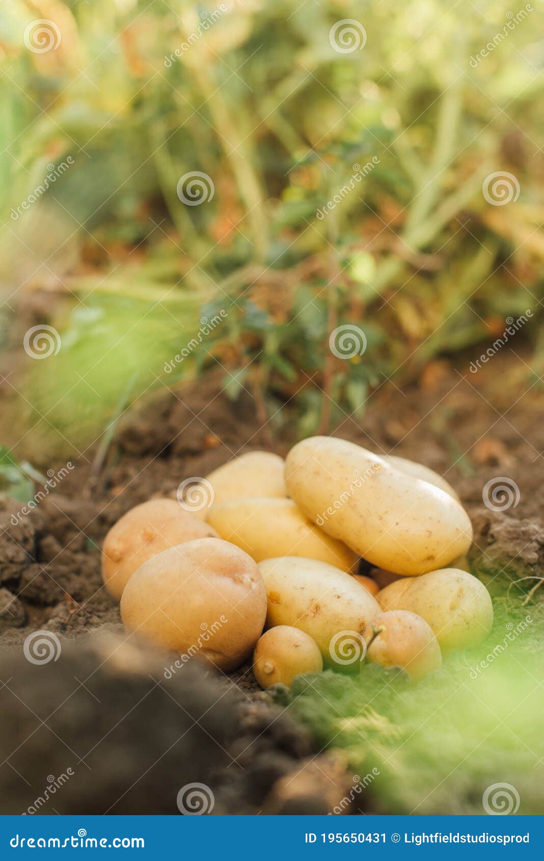 Focus of Fresh Potatoes on Ground Stock Image - Image of soil, farm ...