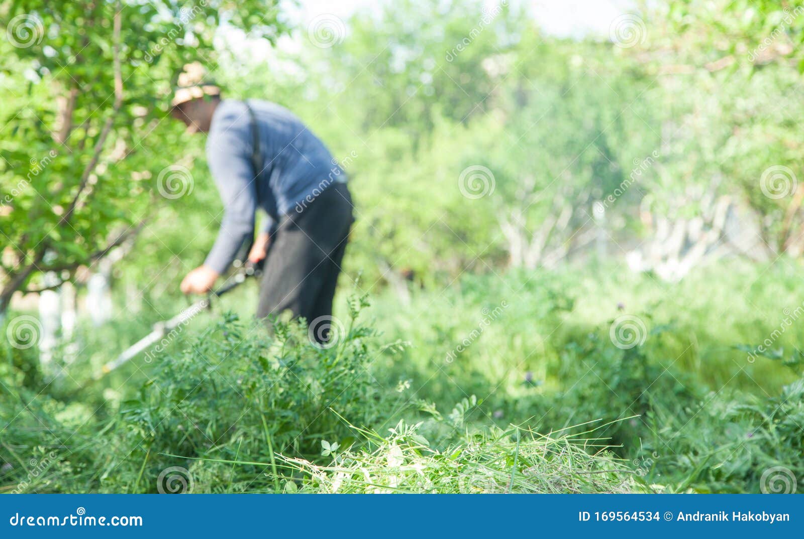 Focus on Grass. Worker Cutting Grass with a Grass Trimmer Stock Photo ...