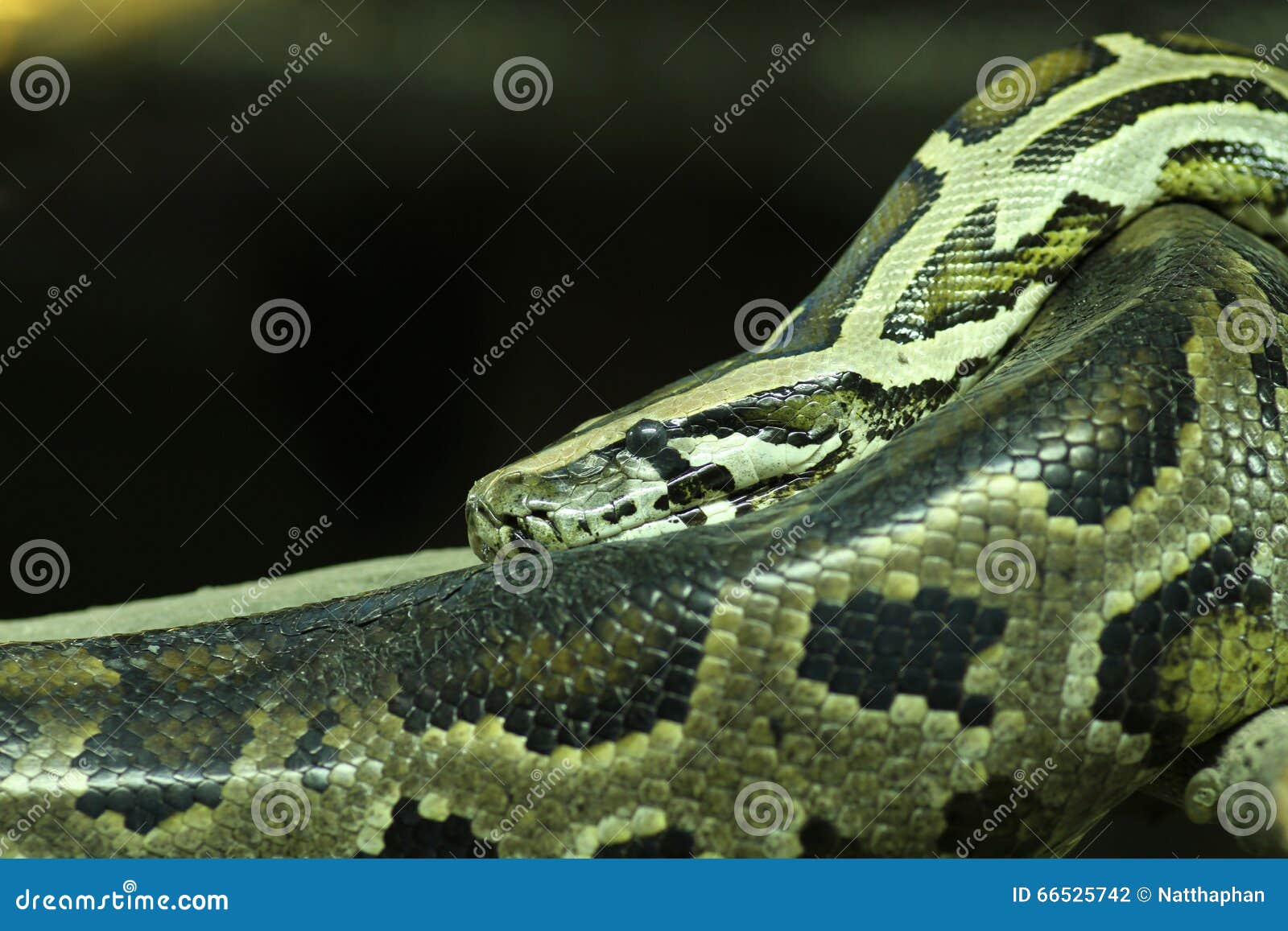 Focus on Green Burmese Python, Snake Stock Photo - Image of animals ...