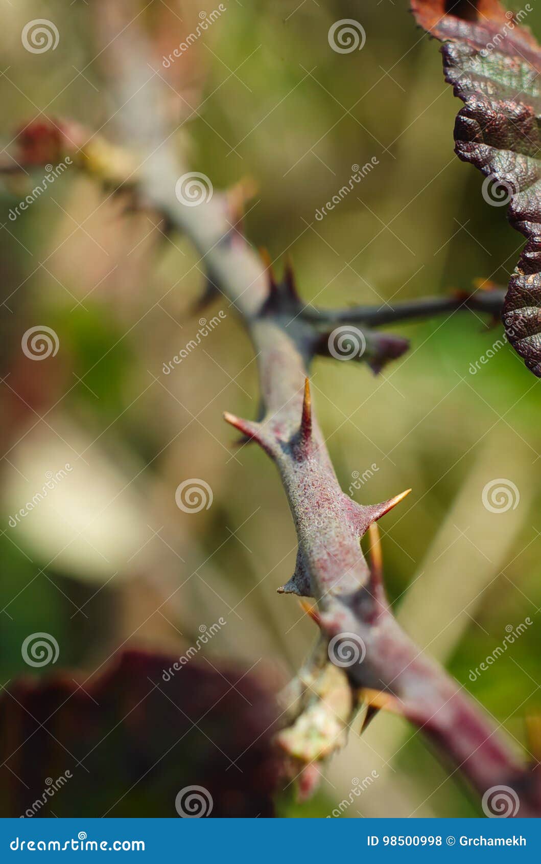 Focus on a Group of Thorns of Wild Bramble. Stock Photo - Image of ...