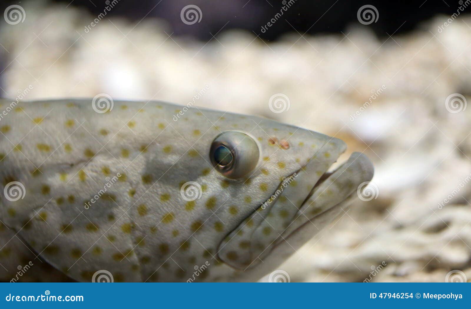 Focus Head Grouper Fish Stock Photos - Free & Royalty-Free Stock Photos ...
