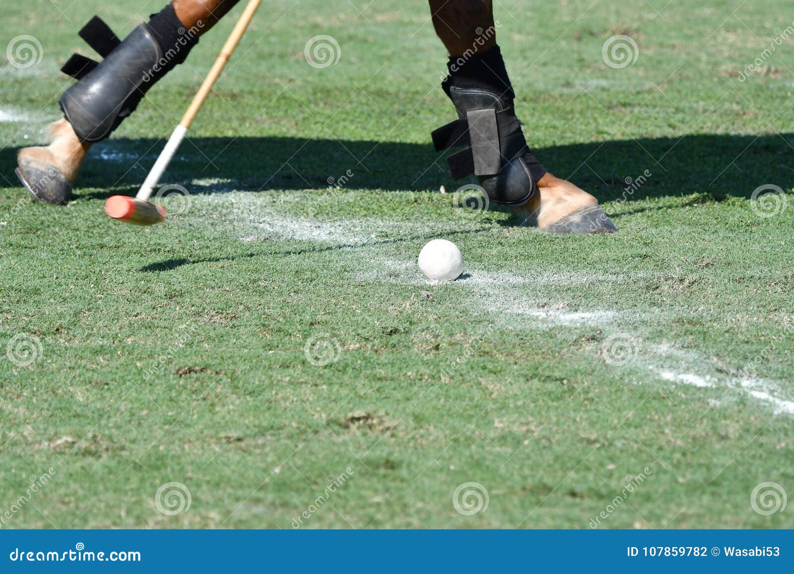 Focus the Horse Polo Ball stock photo. Image of polo - 107859782