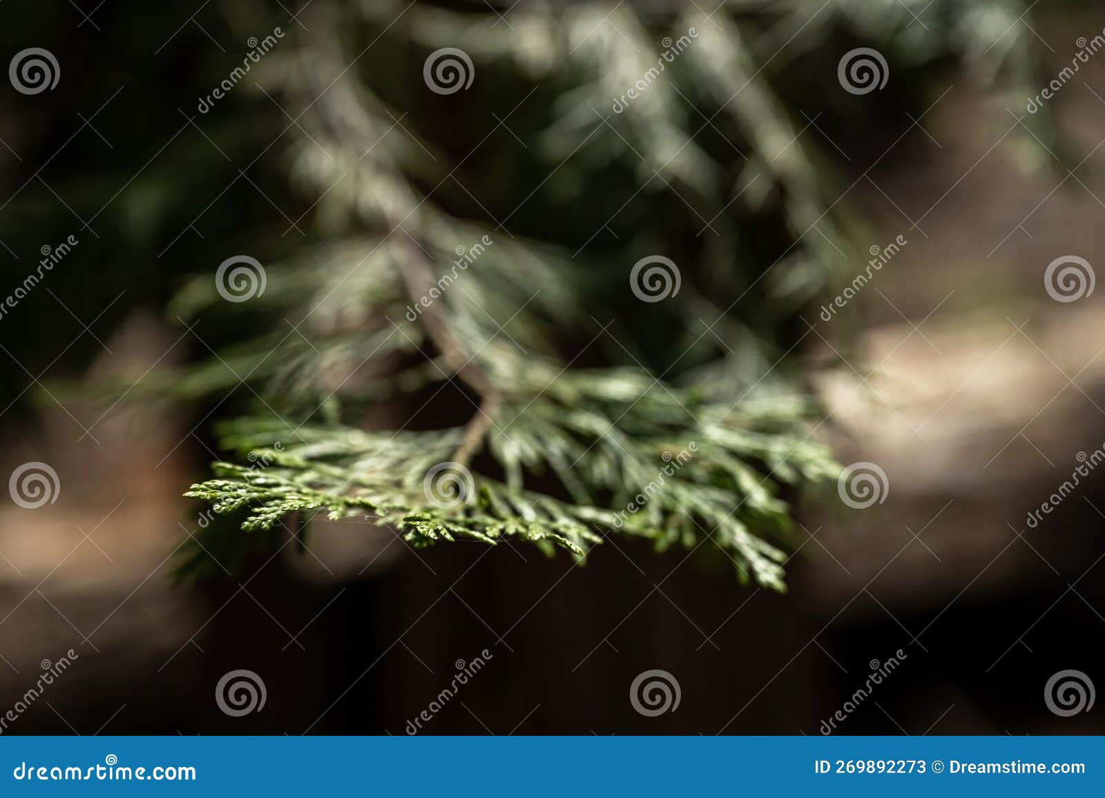 Focus on Just the Tip of Evergreen Pine Needle Stock Image - Image of ...