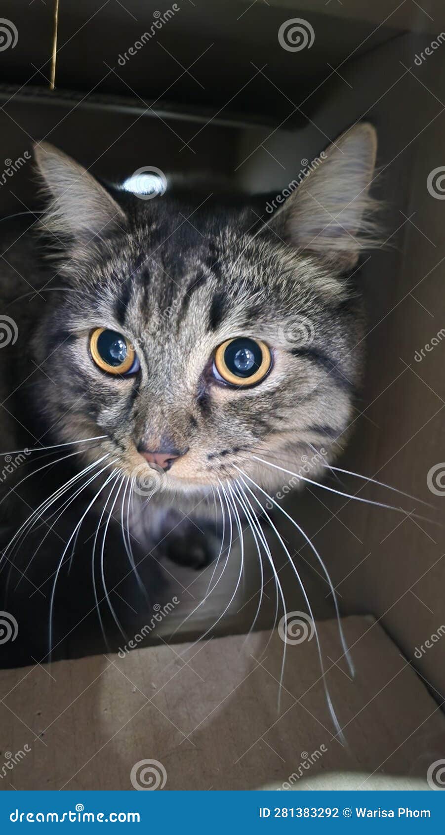Focus like a cat stock photo. Image of look, focus, concentrate - 281383292