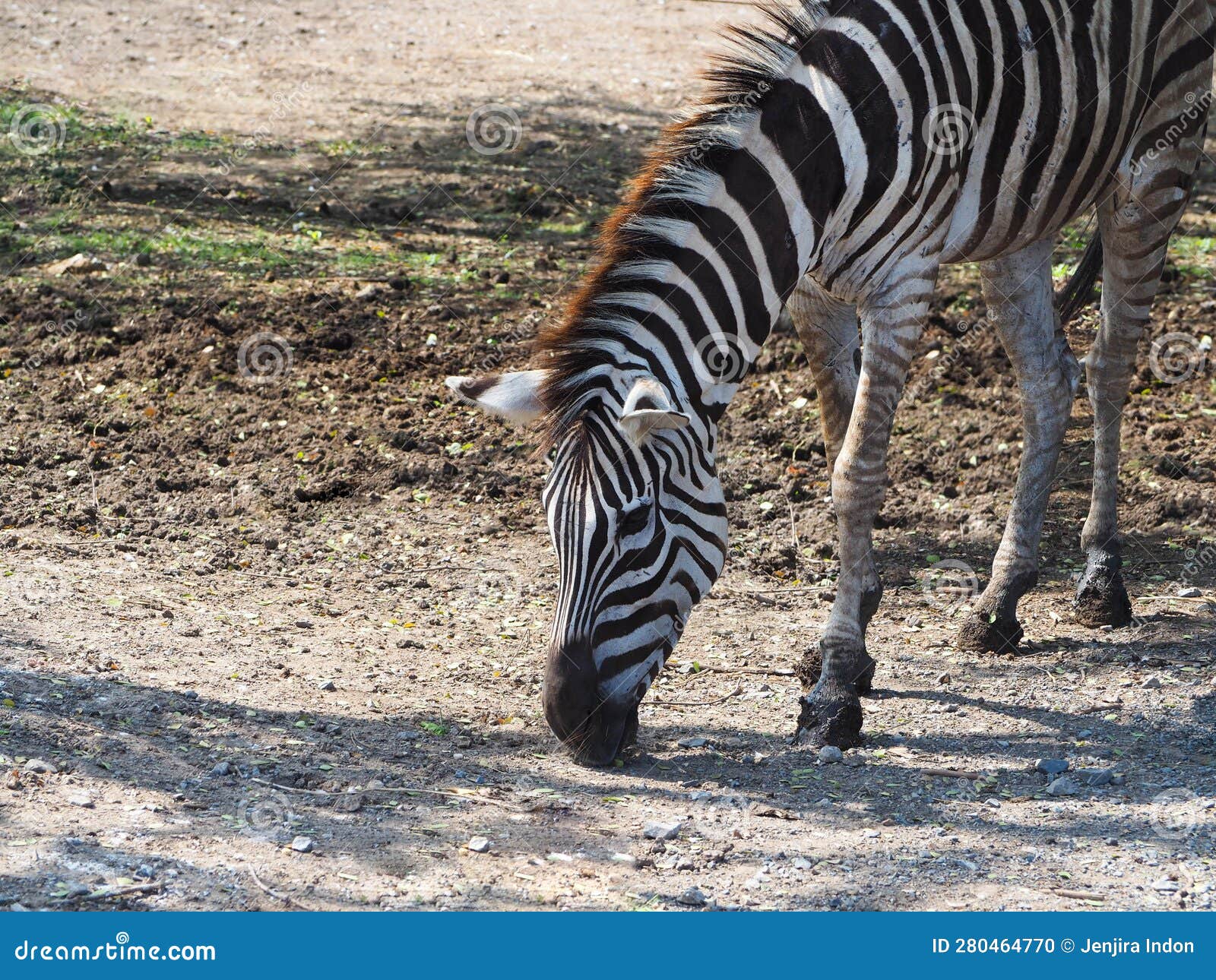 Focus the Lovely of Zebra Live with Natural Stock Photo - Image of ...