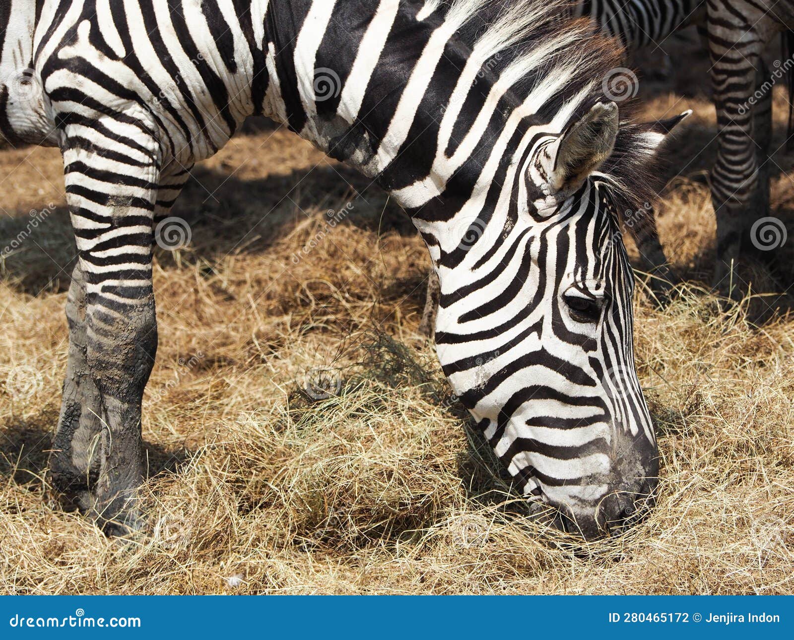 Focus the Lovely of Zebra Live with Natural Stock Photo - Image of ...