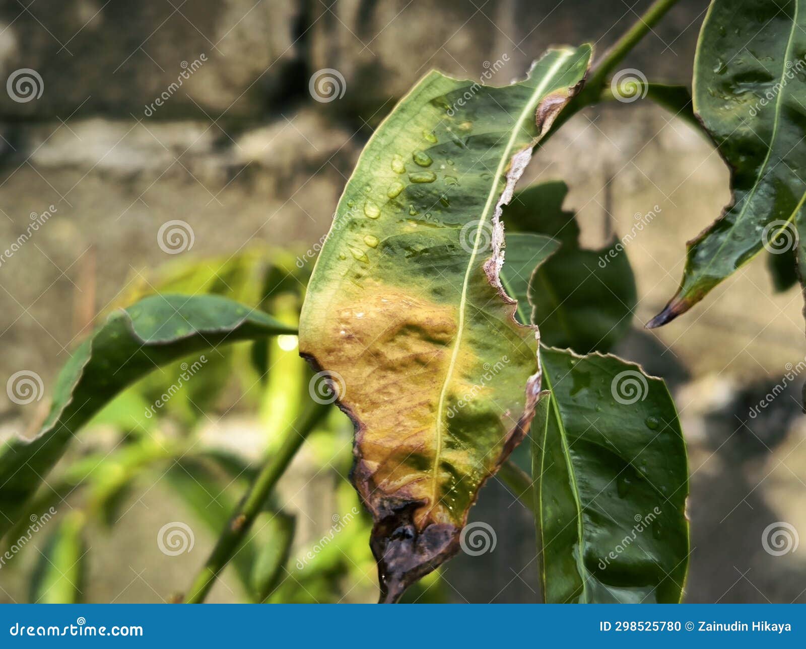 Focus Mode Portrait of Leaf with Water Splash Stock Photo - Image of ...