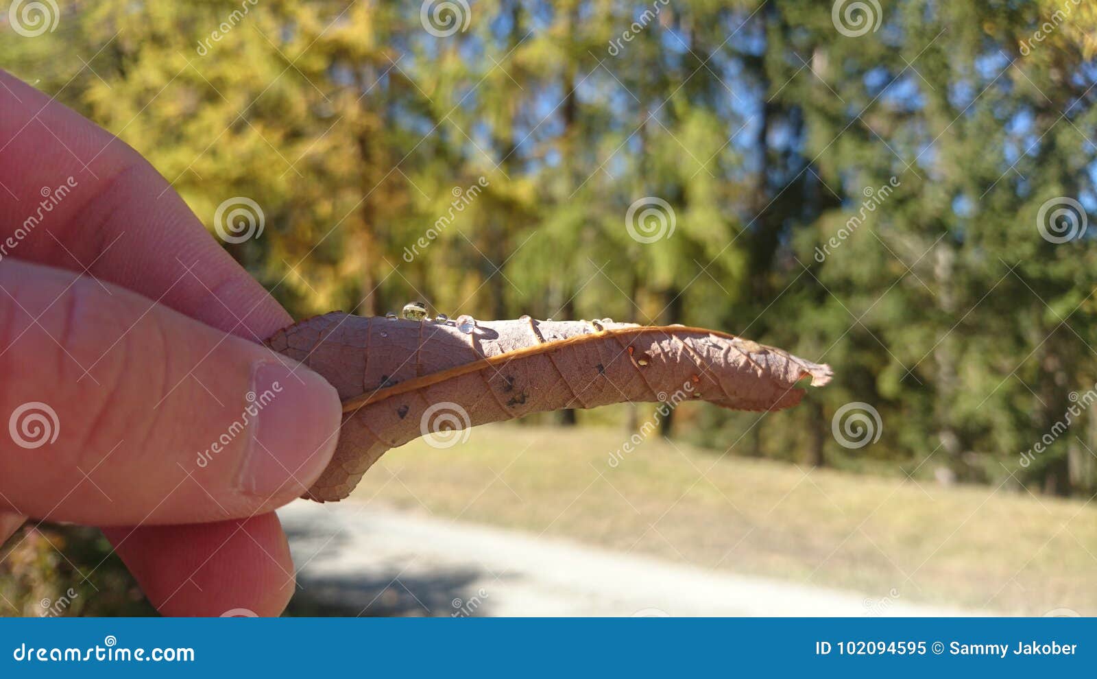 Focus on the nature stock image. Image of forest, autumn - 102094595