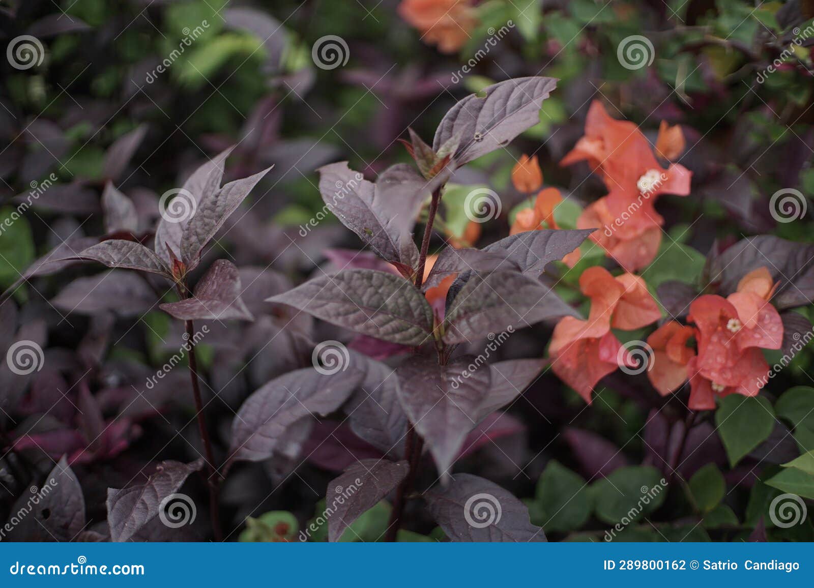 The Ruby ??leaf Ornamental Plant or Its Scientific Name is ...