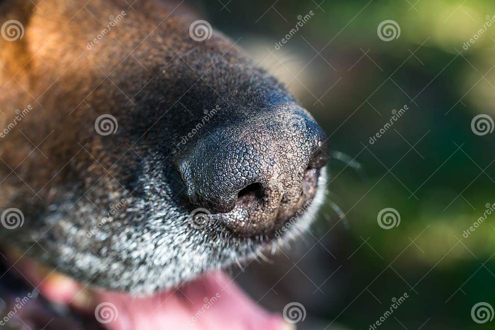 Focus on Old German Shepherds Nose Stock Image - Image of front, breed ...