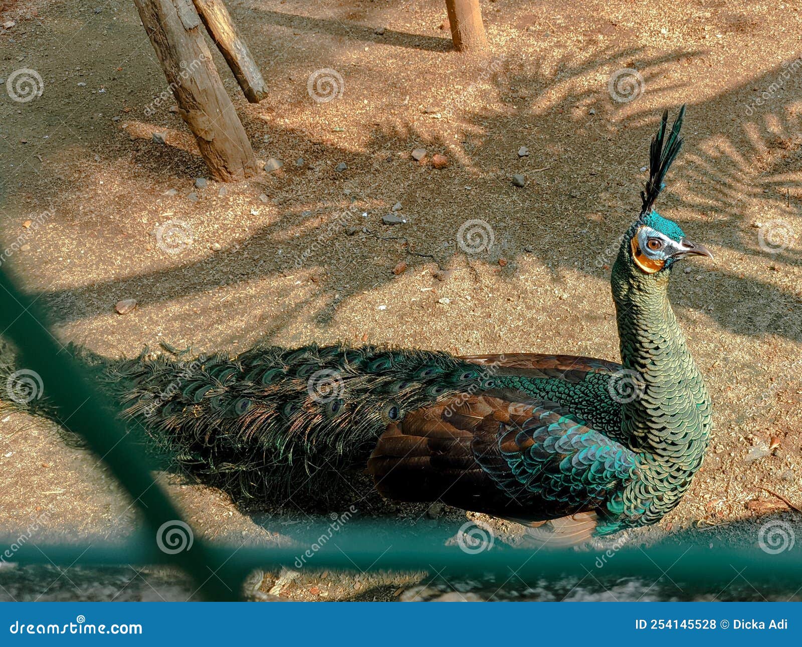 Focus on the Peacock in the Aviary Green Color Dominant Stock Photo ...