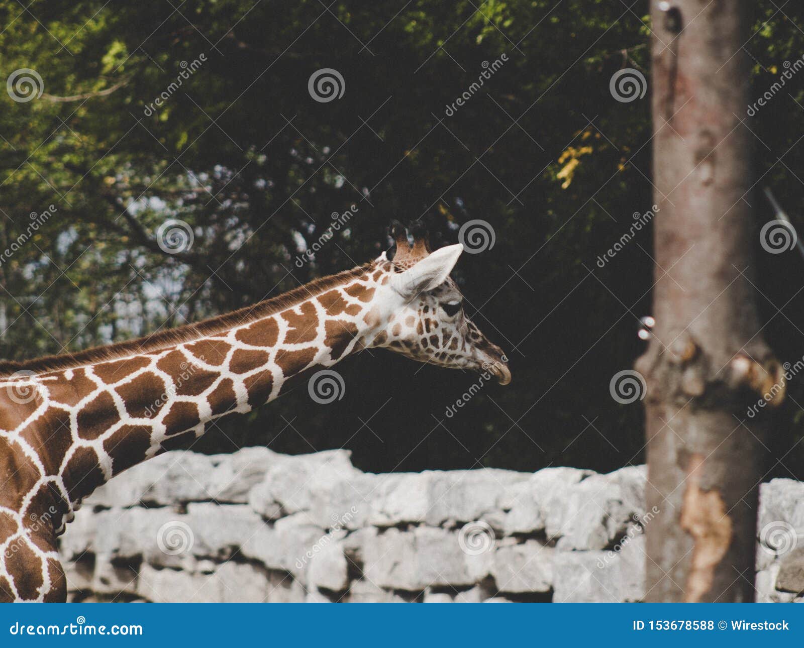 Focus Photography of a Giraffe Behind a Stone Fence Stock Photo - Image ...