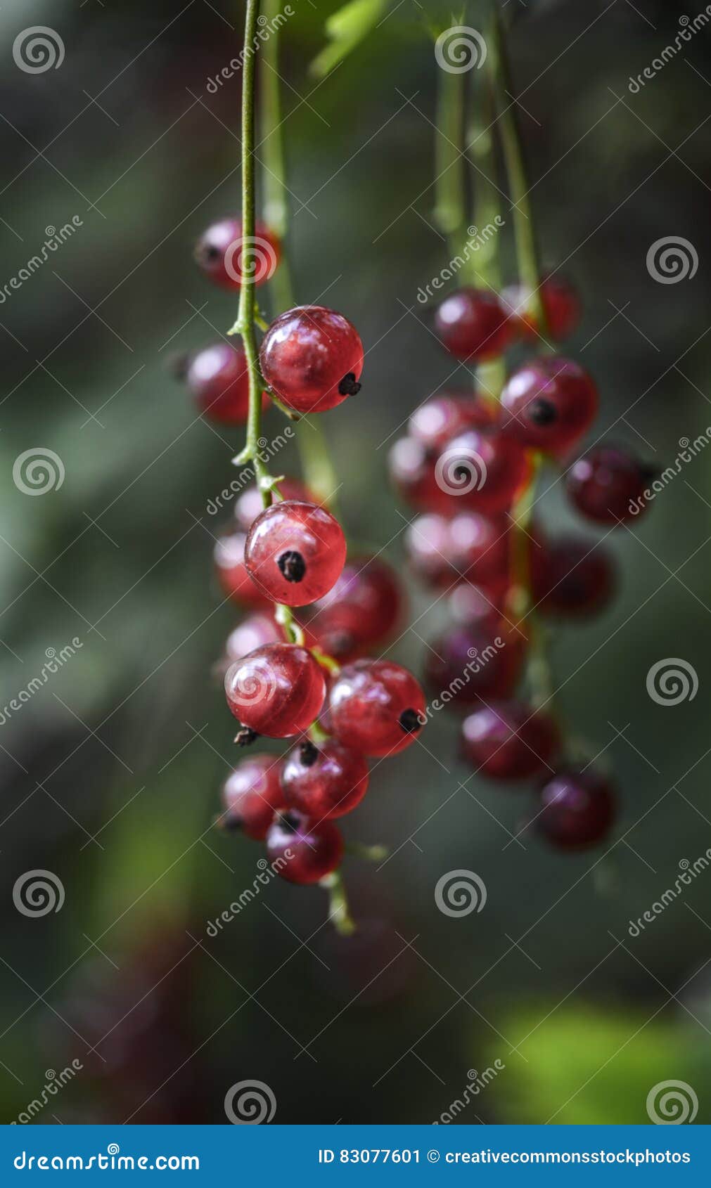 Focus Photography Of Red Round Fruit Picture. Image: 83077601