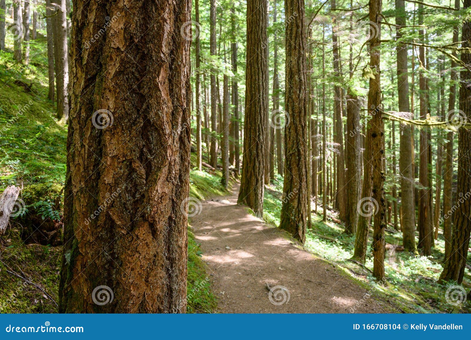 Focus on Pine Tree in Pacific Northwest Forest Stock Photo - Image of ...