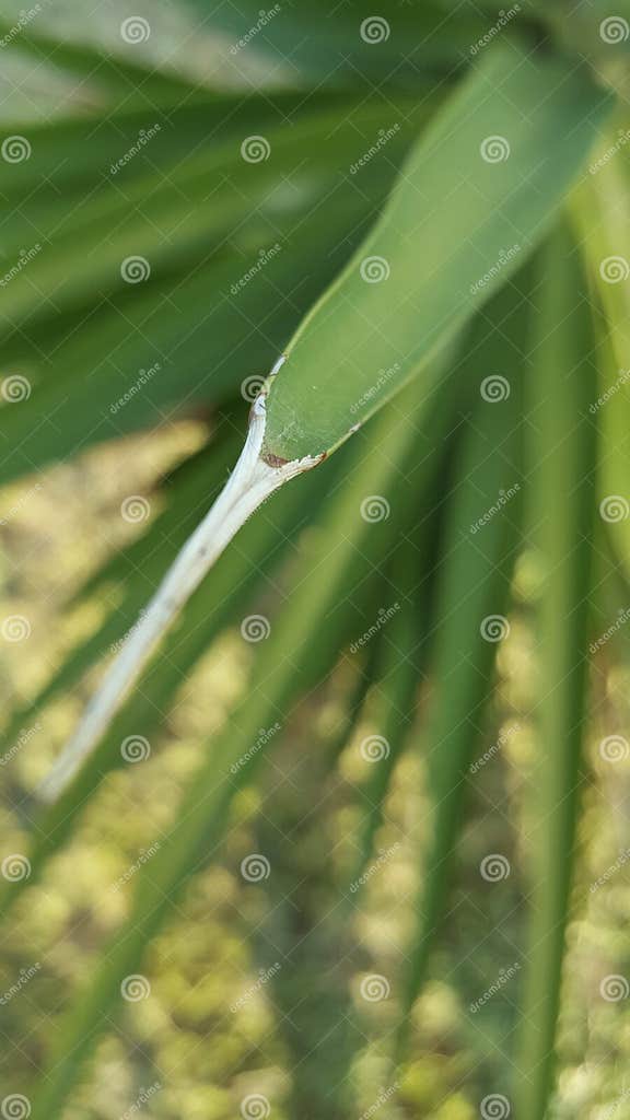 Focus plant stock photo. Image of plant, green, focus - 77422930