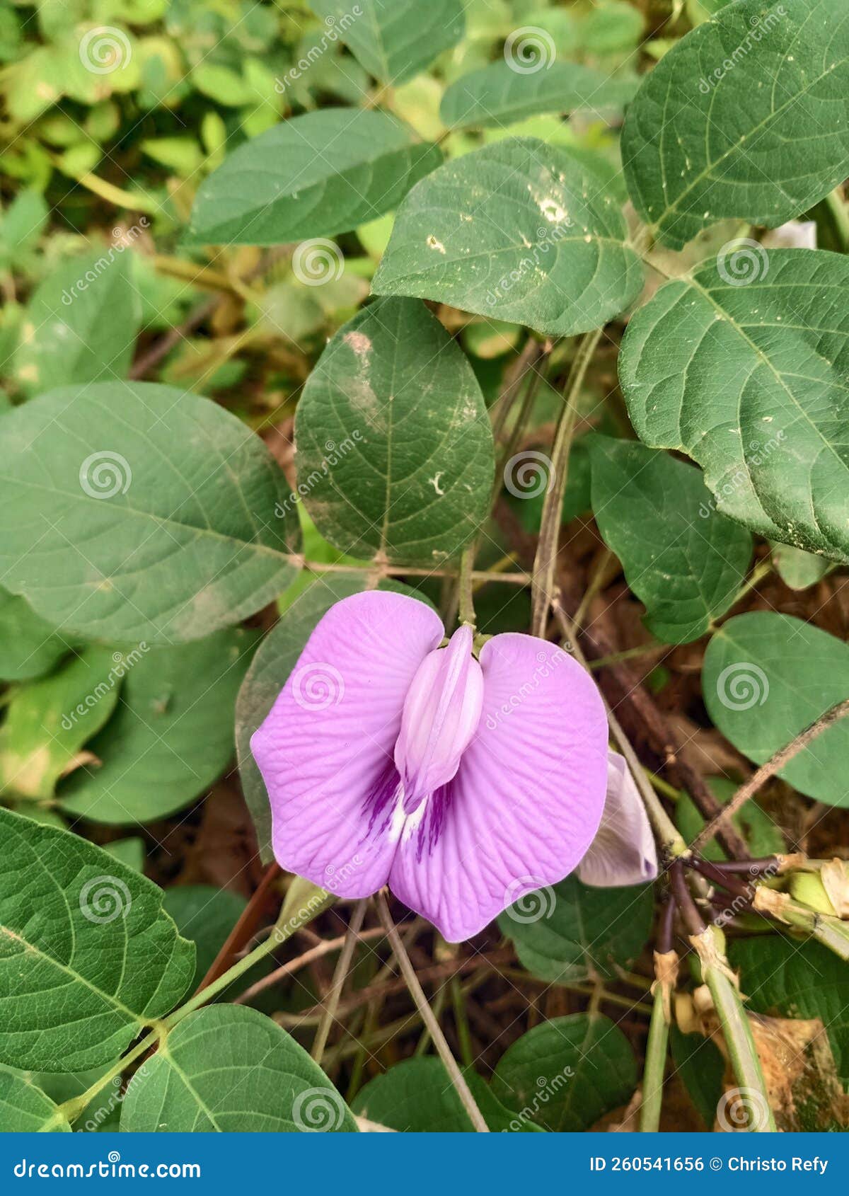 Focus on a Popo Flower by the Roadside Stock Photo - Image of autumn ...