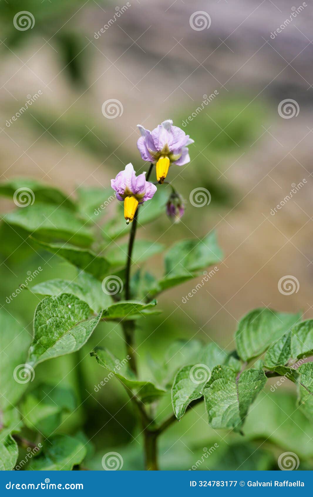 Focus on Potato Flower in Vegetable Garden Stock Image - Image of ...