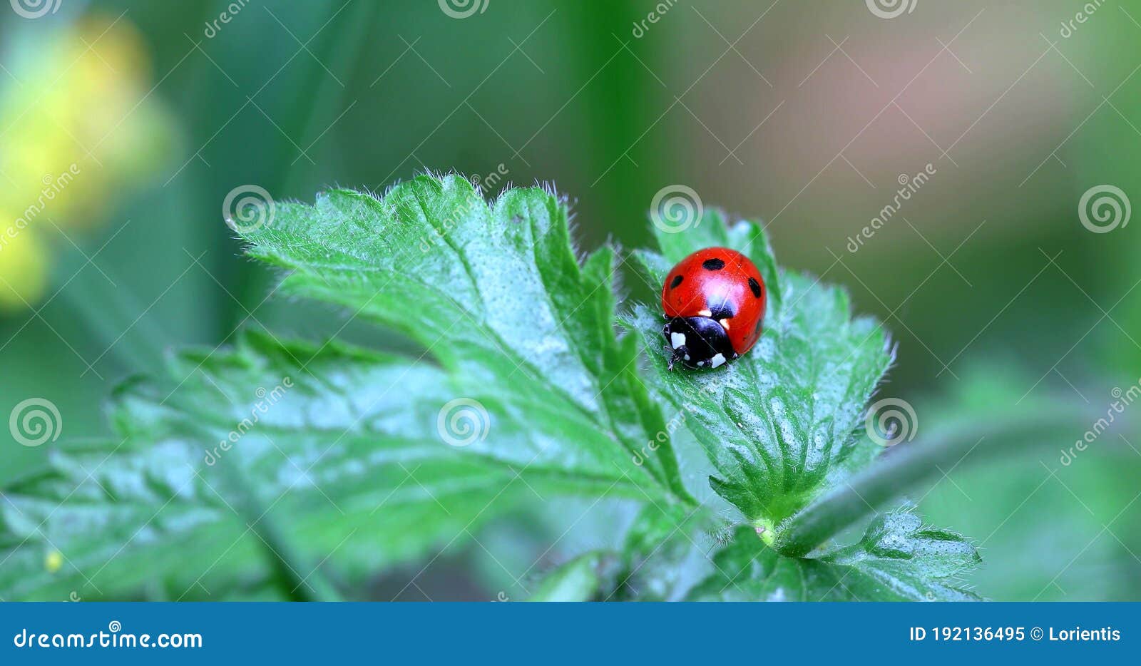 A Red and Black Ladybug on a Green Leaf Stock Image - Image of flora ...