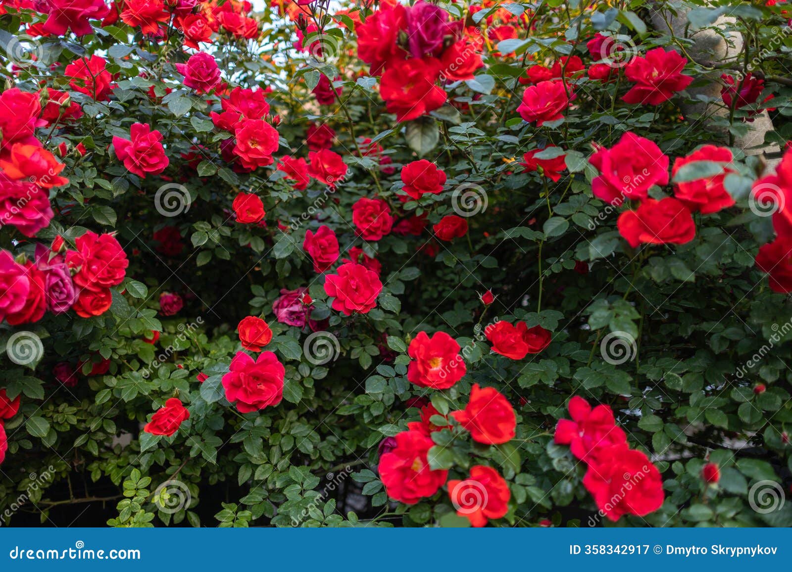 Focus on Red Roses in a Rose Field Stock Image - Image of garden ...