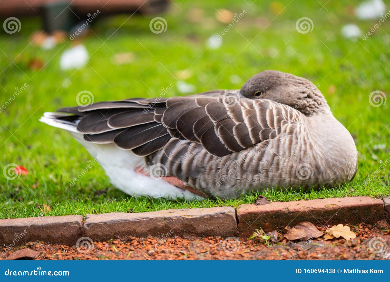 Focus on Relaxed Wild Birds Nipping on a Leg Stock Photo - Image of ...