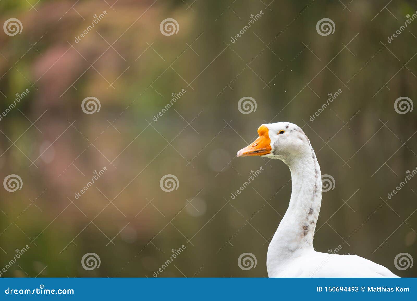 Focus on Relaxed Wild Birds Nipping on a Leg Stock Image - Image of ...